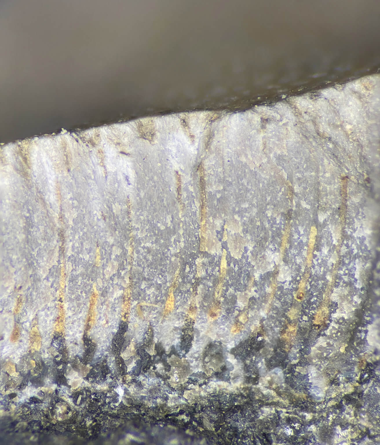 Holocephalian Tooth Plate, perhaps Deltodus - Fossils of Parks Township