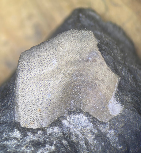 Holocephalian Tooth Plate, perhaps Deltodus - Fossils of Parks Township