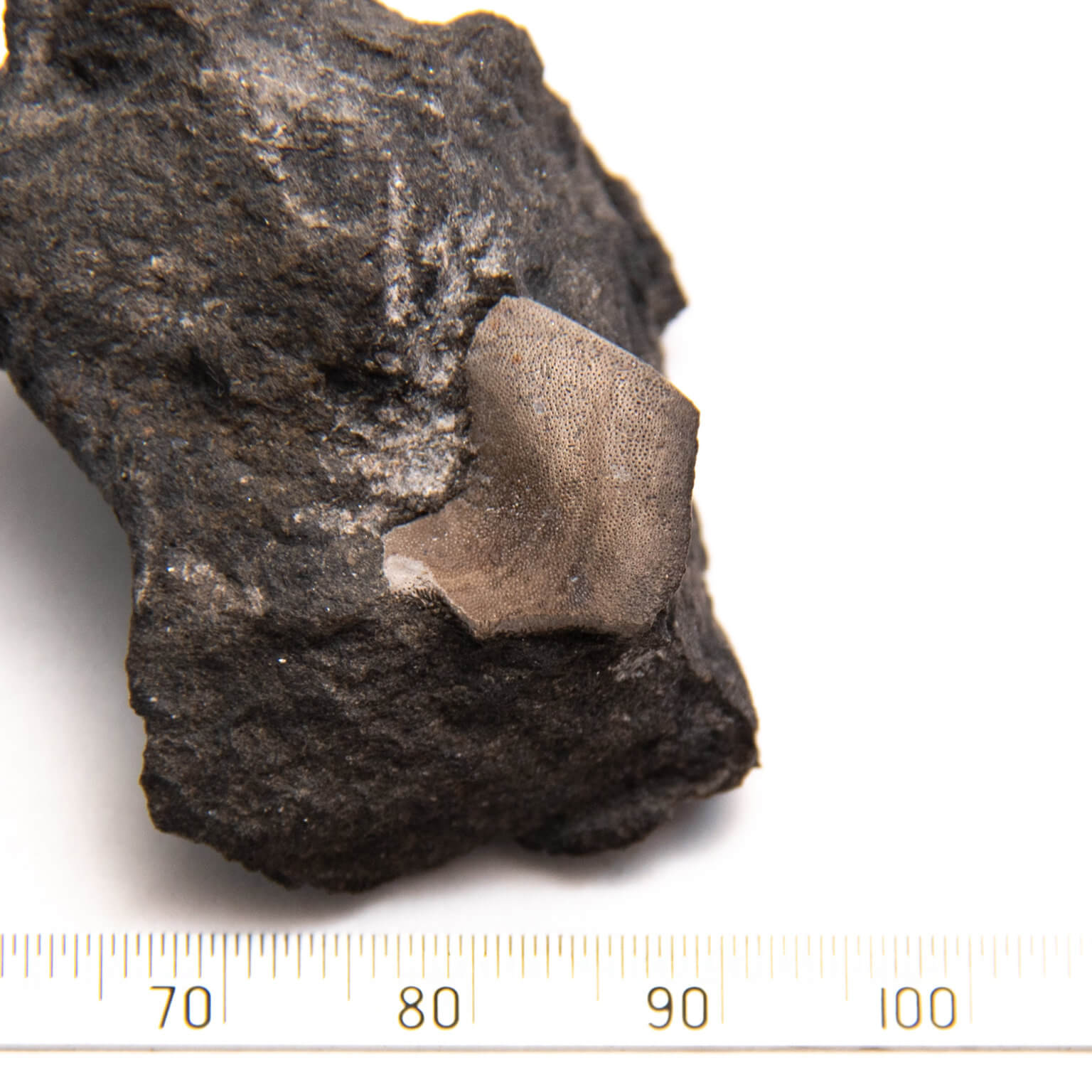 Holocephalian Tooth Plate, perhaps Deltodus - Fossils of Parks Township