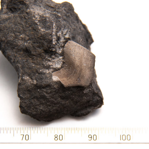 Holocephalian Tooth Plate, perhaps Deltodus - Fossils of Parks Township