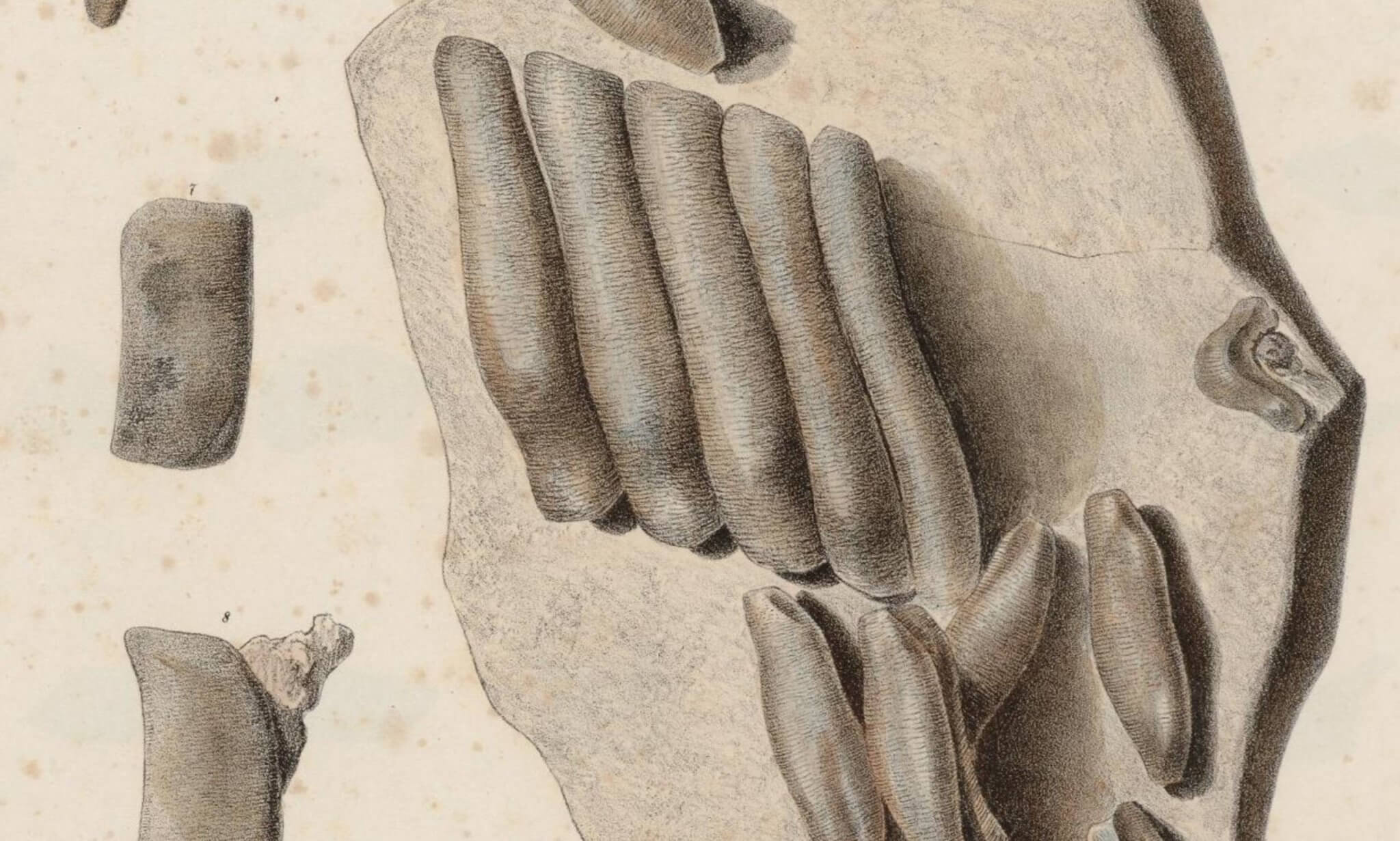 Holocephalian Tooth Plate, perhaps Deltodus - Fossils of Parks Township