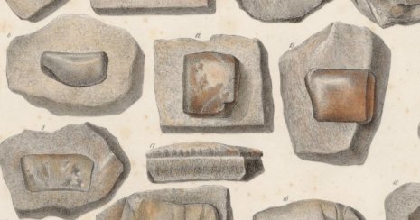 Holocephalian Tooth Plate, perhaps Deltodus - Fossils of Parks Township