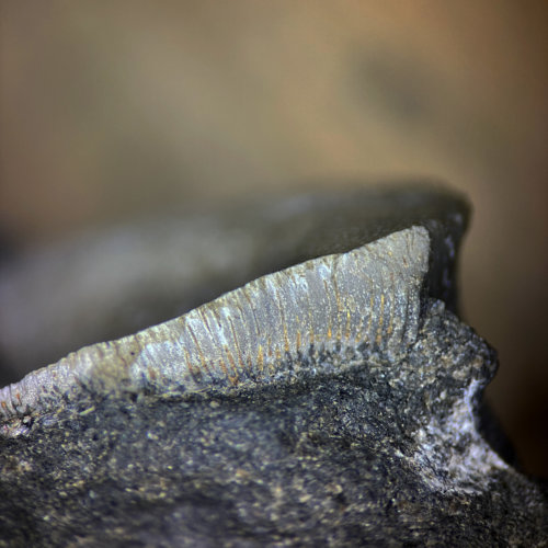 Holocephalian Tooth Plate, perhaps Deltodus - Fossils of Parks Township