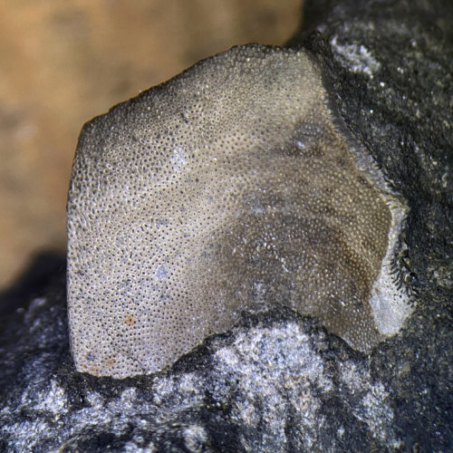Holocephalian Tooth Plate, perhaps Deltodus - Fossils of Parks Township