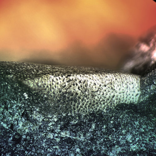 Holocephalian Tooth Plate, perhaps Deltodus - Fossils of Parks Township