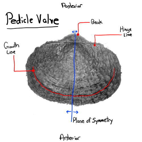 Pulchratia - Fossils of Parks Township