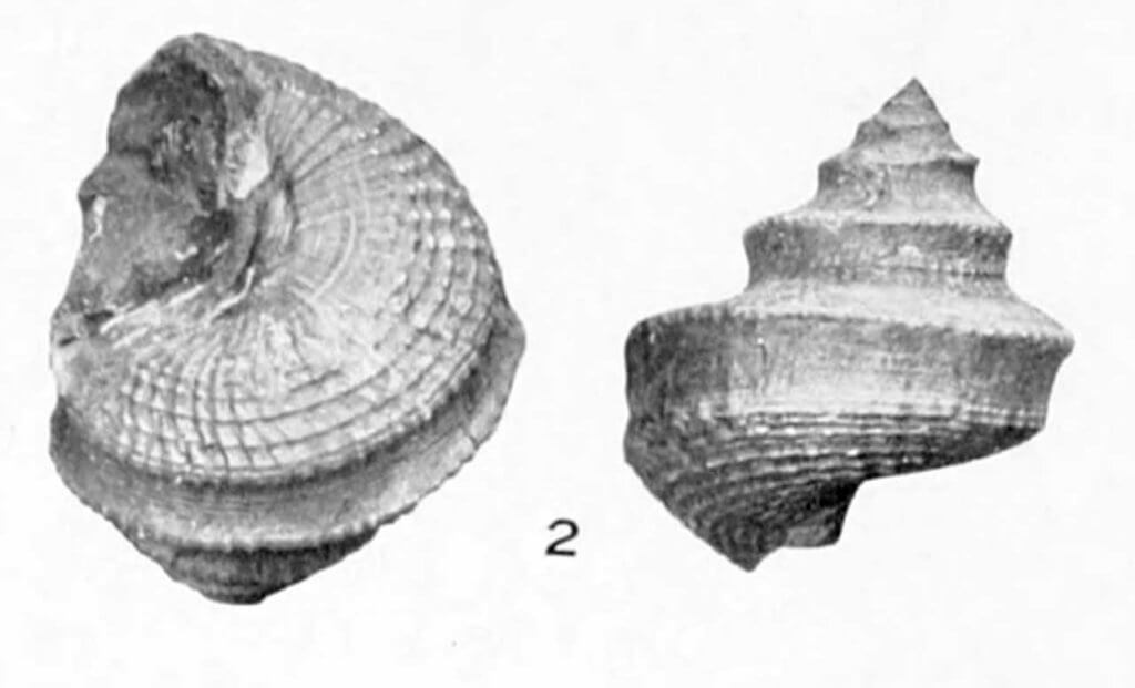 Worthenia tabulata, a Paleozoic Gastropod - Fossils of Parks Township