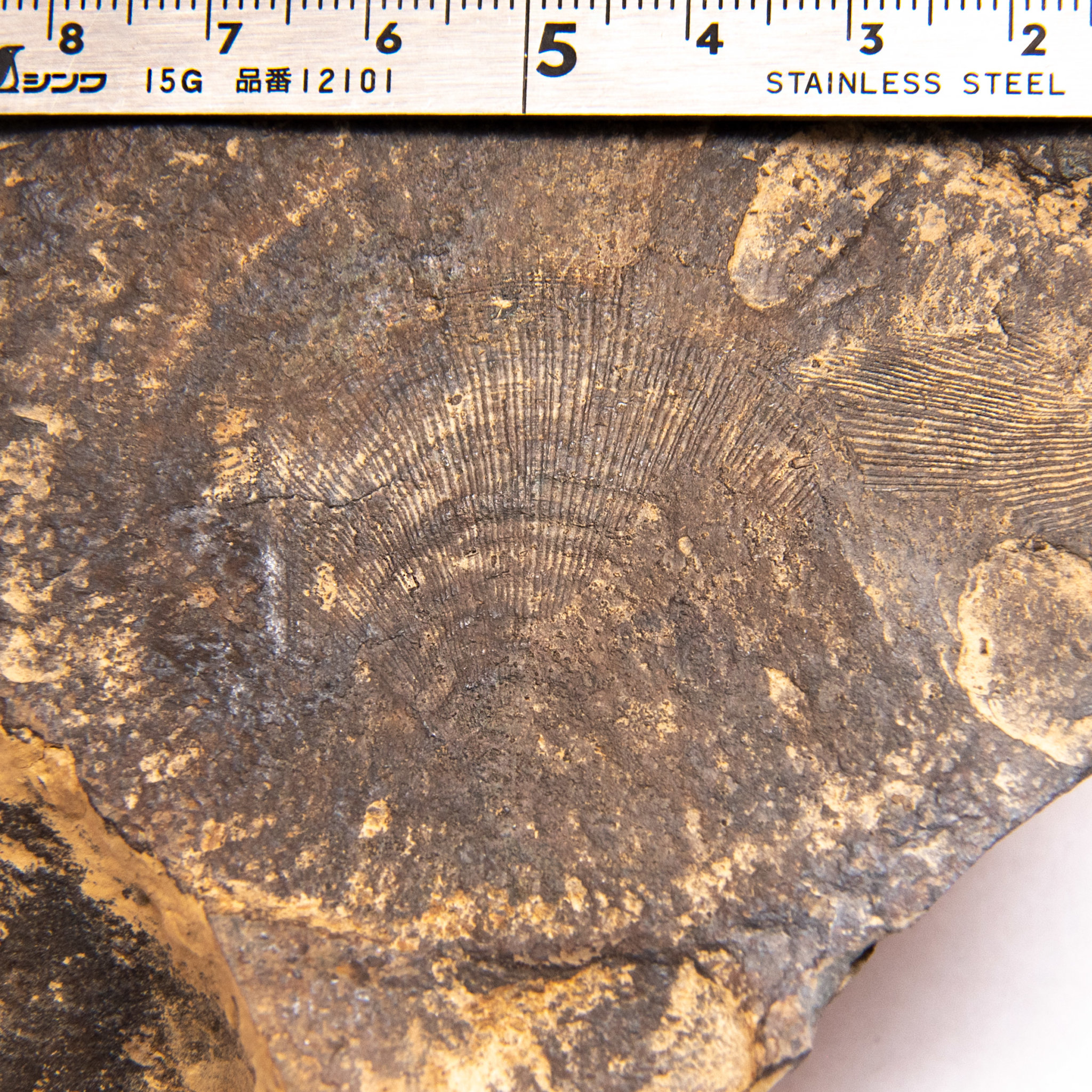 New Photography of Our First Seven Specimens - Fossils of Parks Township