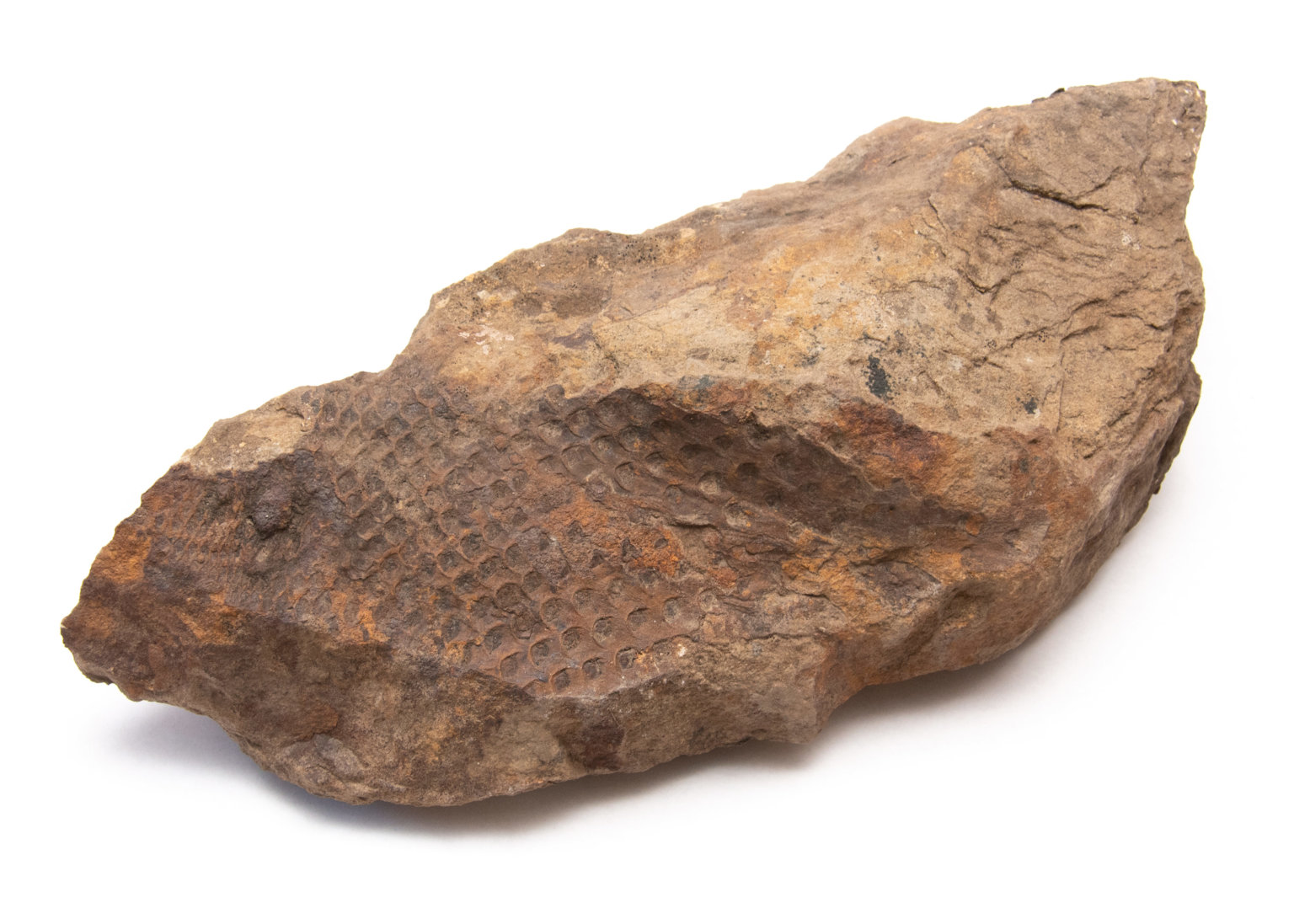 Lepidodendron in Sandstone - Fossils of Parks Township