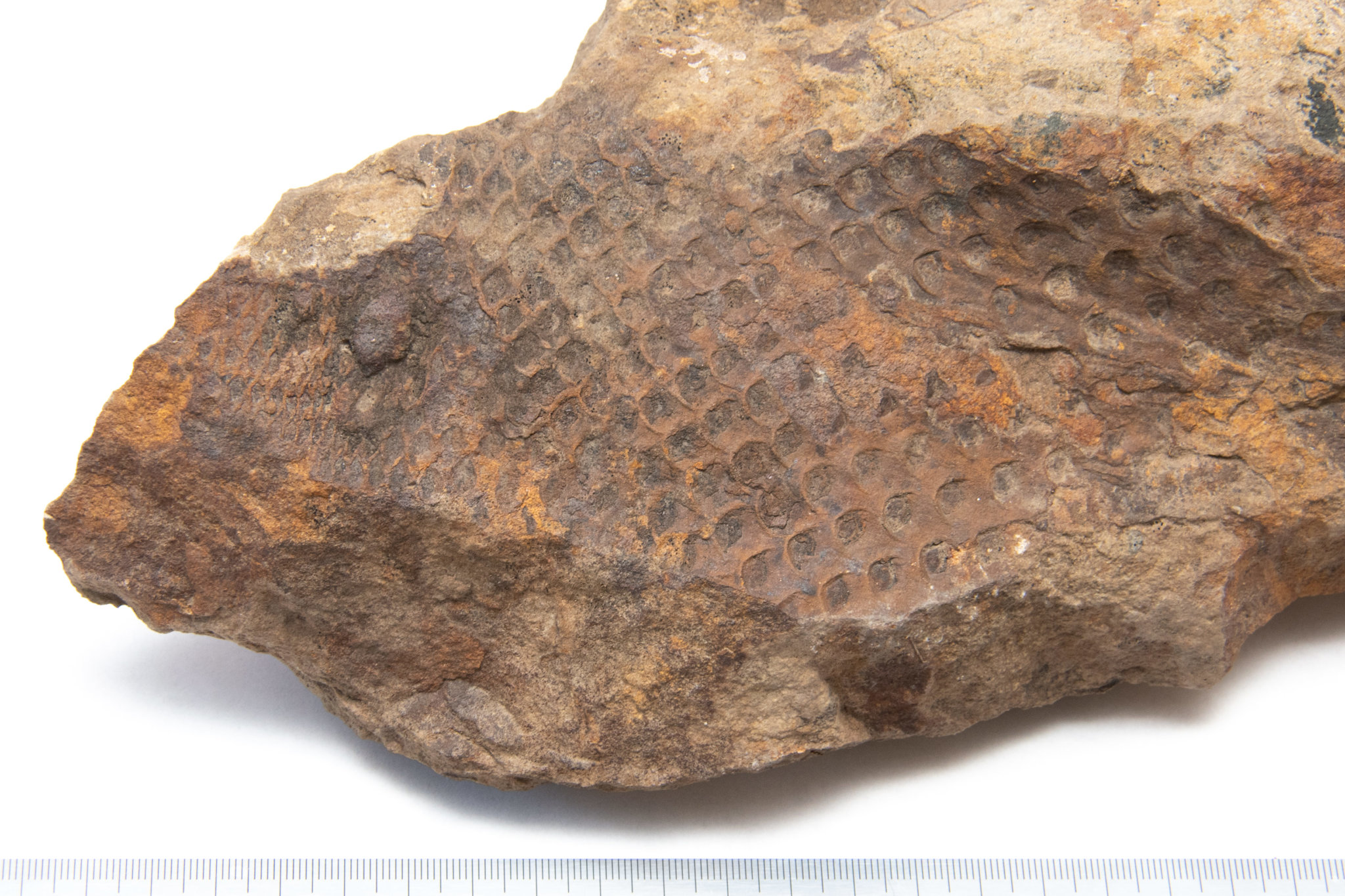 Lepidodendron in Sandstone - Fossils of Parks Township