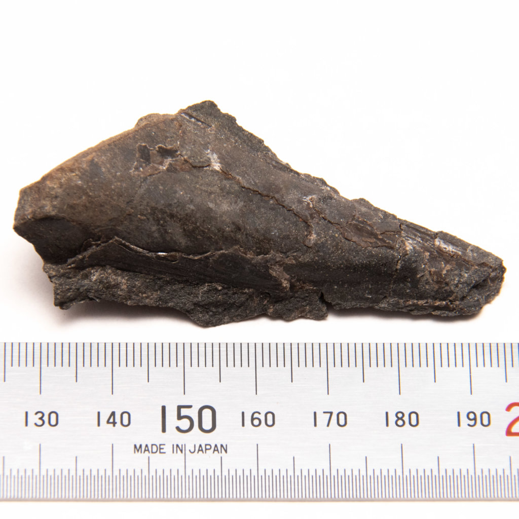 Aviculopinna & Meekopinna, a Genus of Pinnid - Fossils of Parks Township