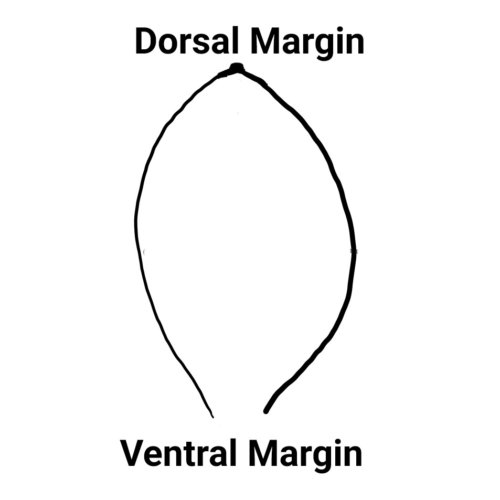Aviculopinna & Meekopinna, a Genus of Pinnid - Fossils of Parks Township