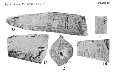 Aviculopinna & Meekopinna, a Genus of Pinnid - Fossils of Parks Township