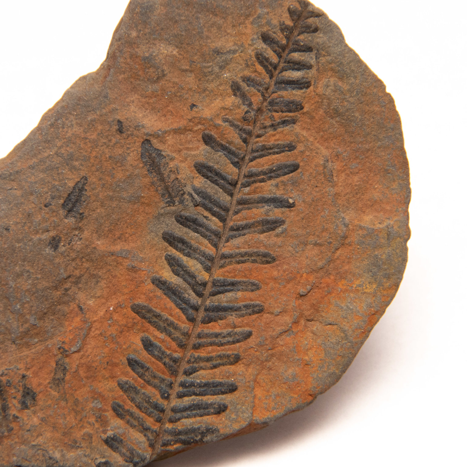 Brush Creek Limestone - Fossils of Parks Township