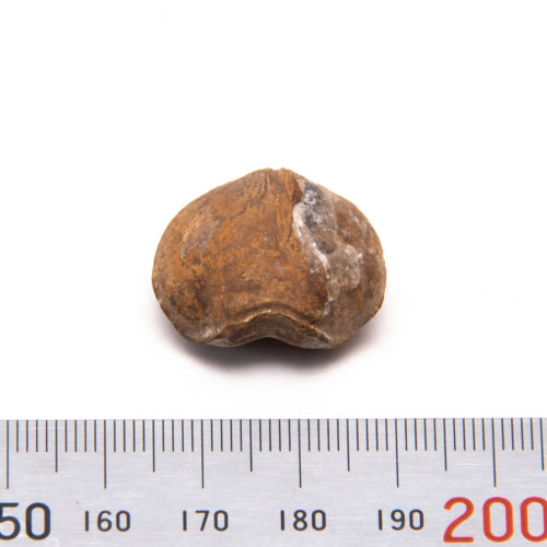 Steinkern - Fossils of Parks Township