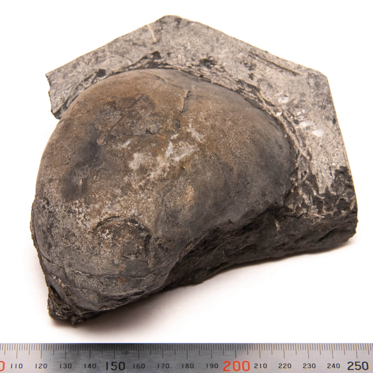 Paraloid B-72 Usage and Mixing - Fossils of Parks Township