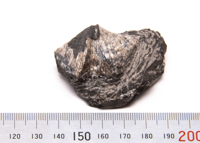 Neospirifer sp? Finished Prep - Fossils of Parks Township