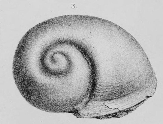 Naticopsis, an extinct gastropod genus - Fossils of Parks Township