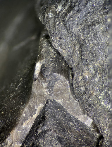 Aviculopinna & Meekopinna, a Genus of Pinnid - Fossils of Parks Township