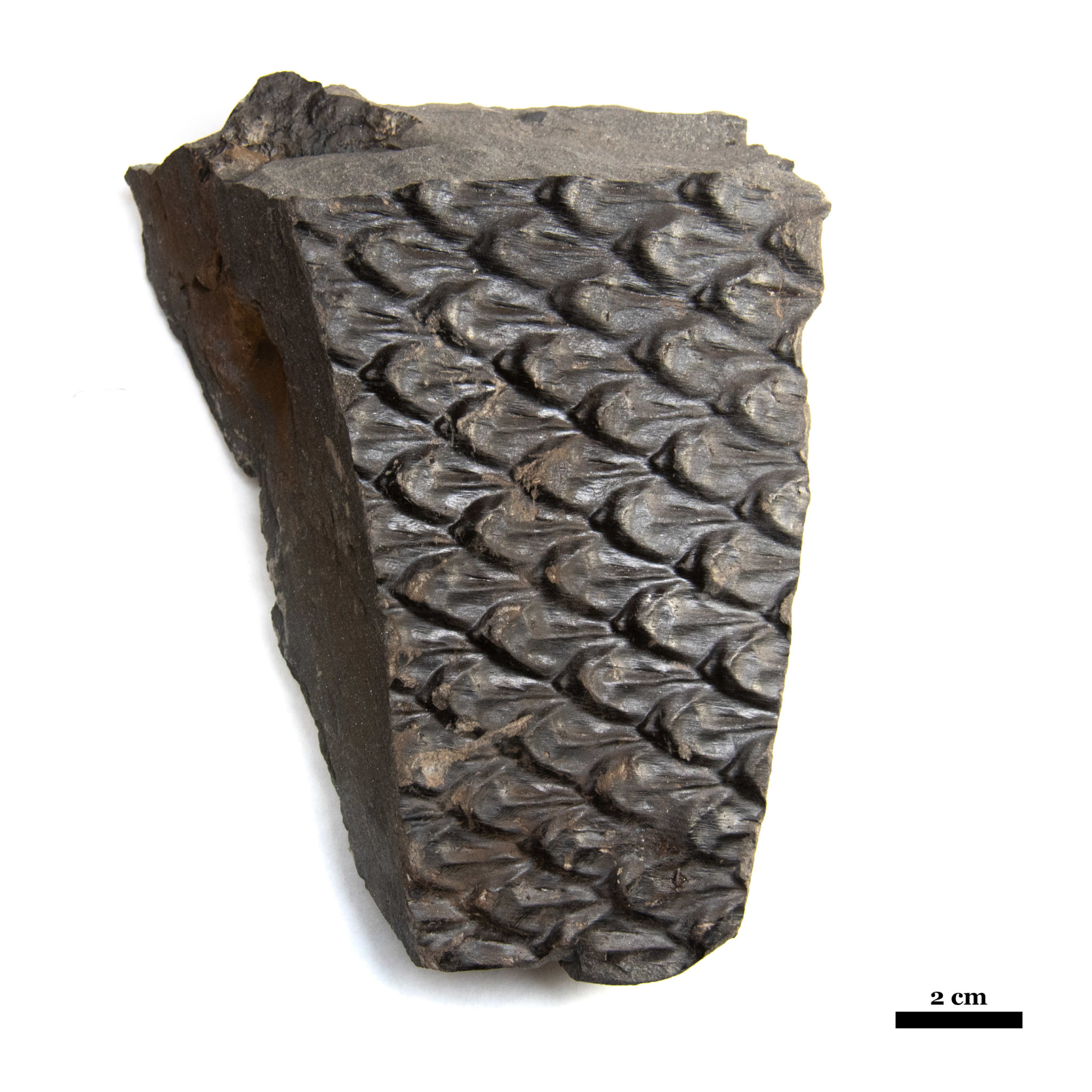 Lepidodendron from the Pottsville of Alabama - Fossils of Parks Township