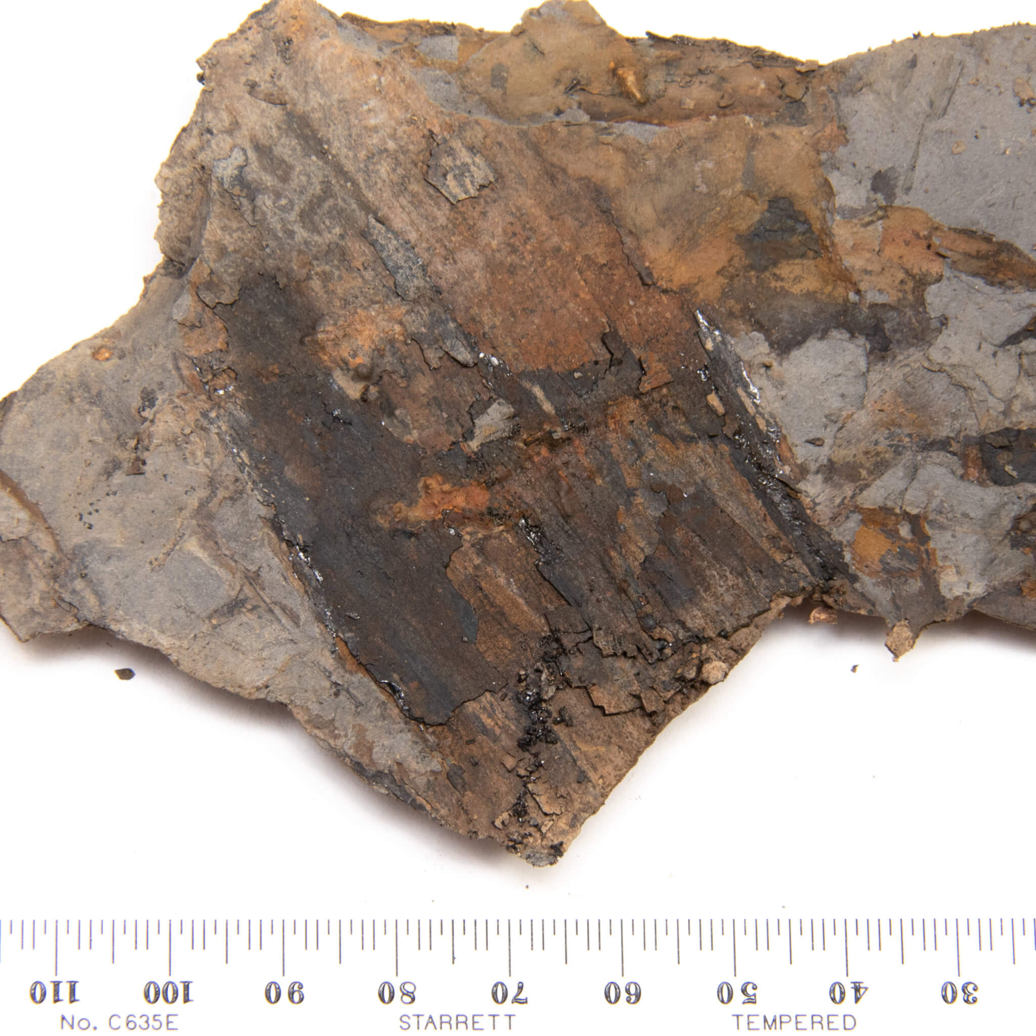 Asterophyllites & Calamites - Fossils of Parks Township