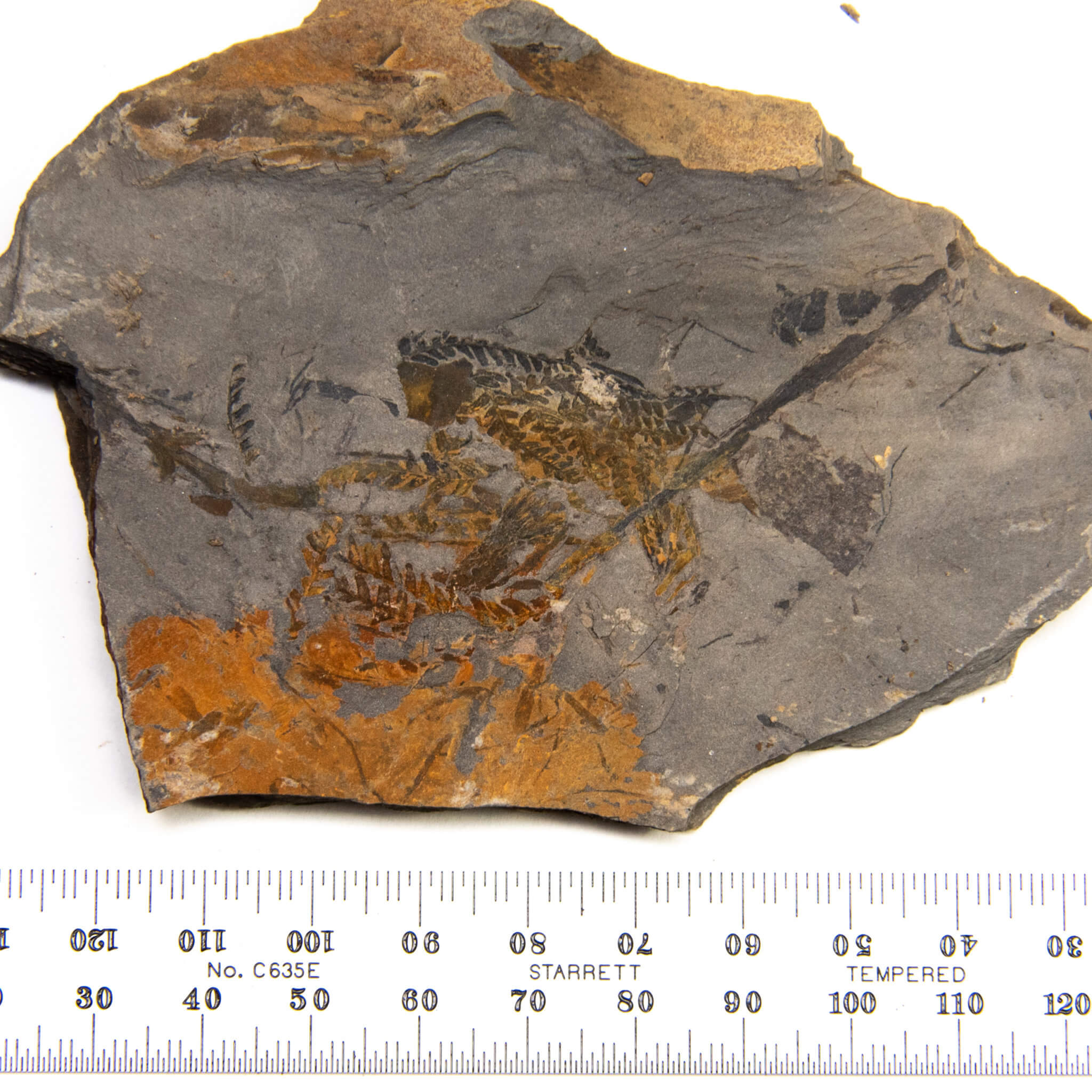 Common Pennsylvania Fern Fossils - Fossils of Parks Township