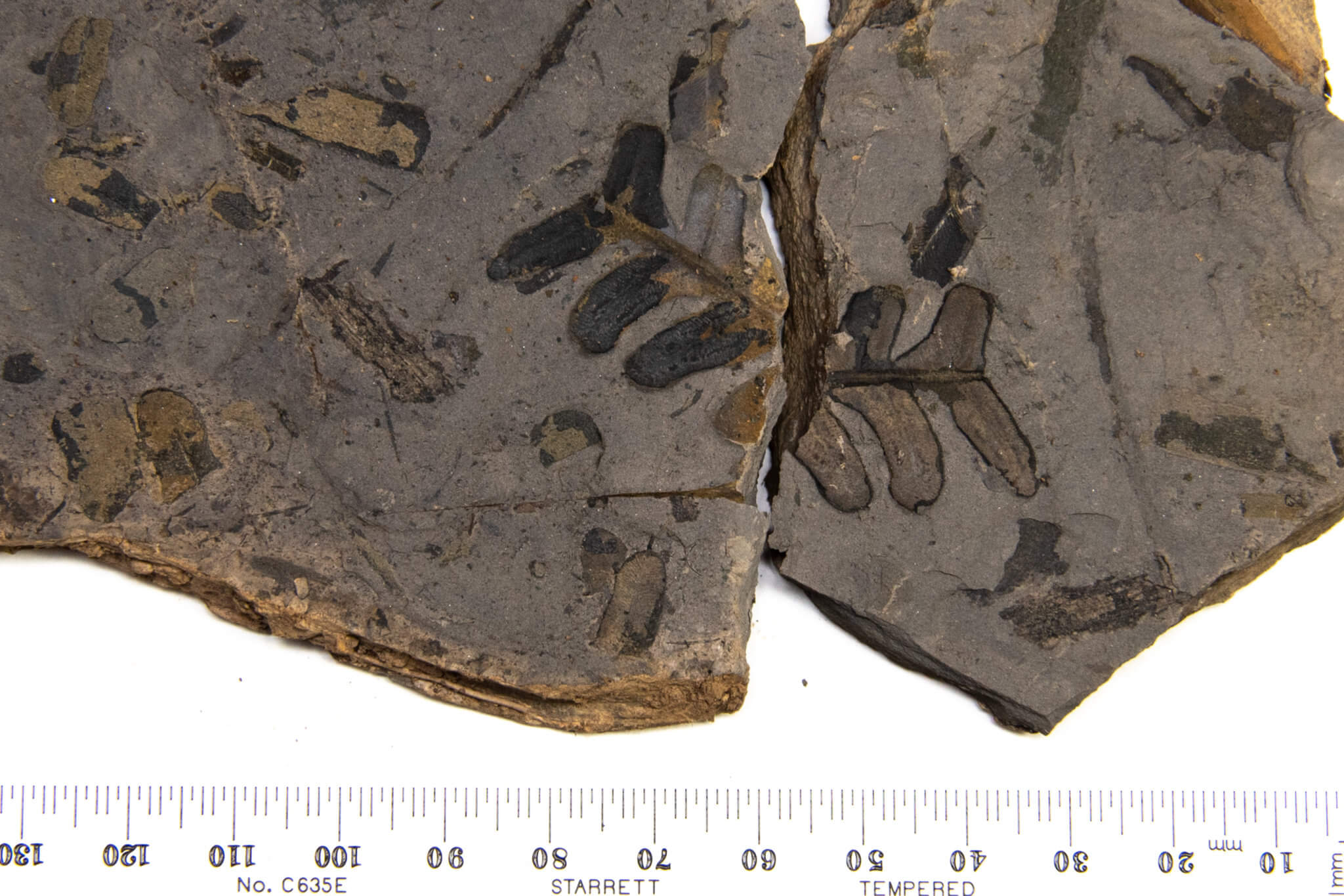 Common Pennsylvania Fern Fossils - Fossils of Parks Township