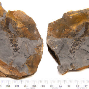 Asterophyllites & Calamites - Fossils of Parks Township