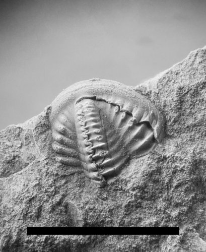 Late Pennsylvanian Trilobites - Fossils of Parks Township