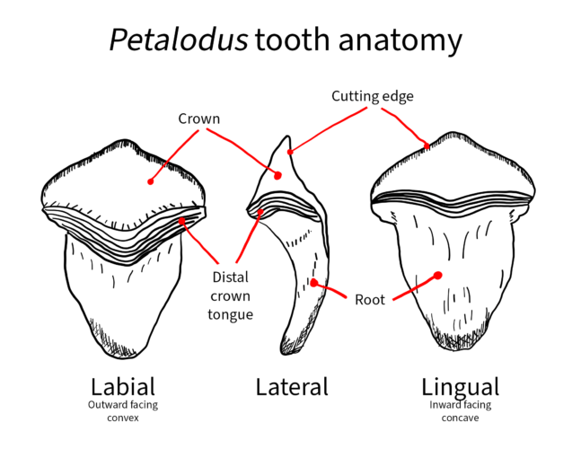 Petalodus Research, the 16 holotypes - Fossils of Parks Township
