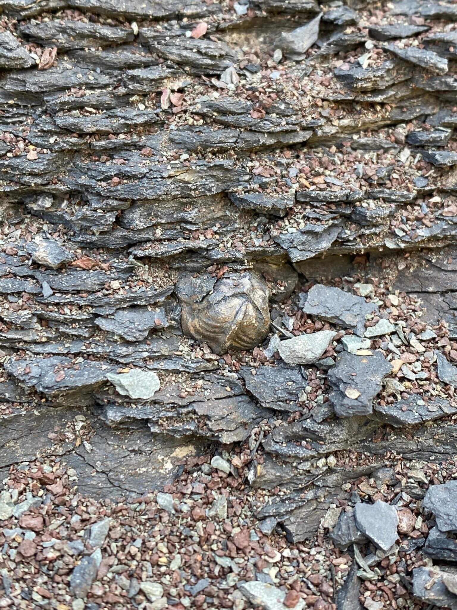 3 Preservation Types of Glenshaw Formation Fossil Marine Fauna