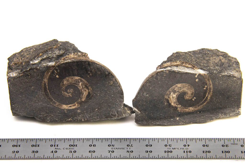 Some Cut Fossil Gastropods - Fossils of Parks Township