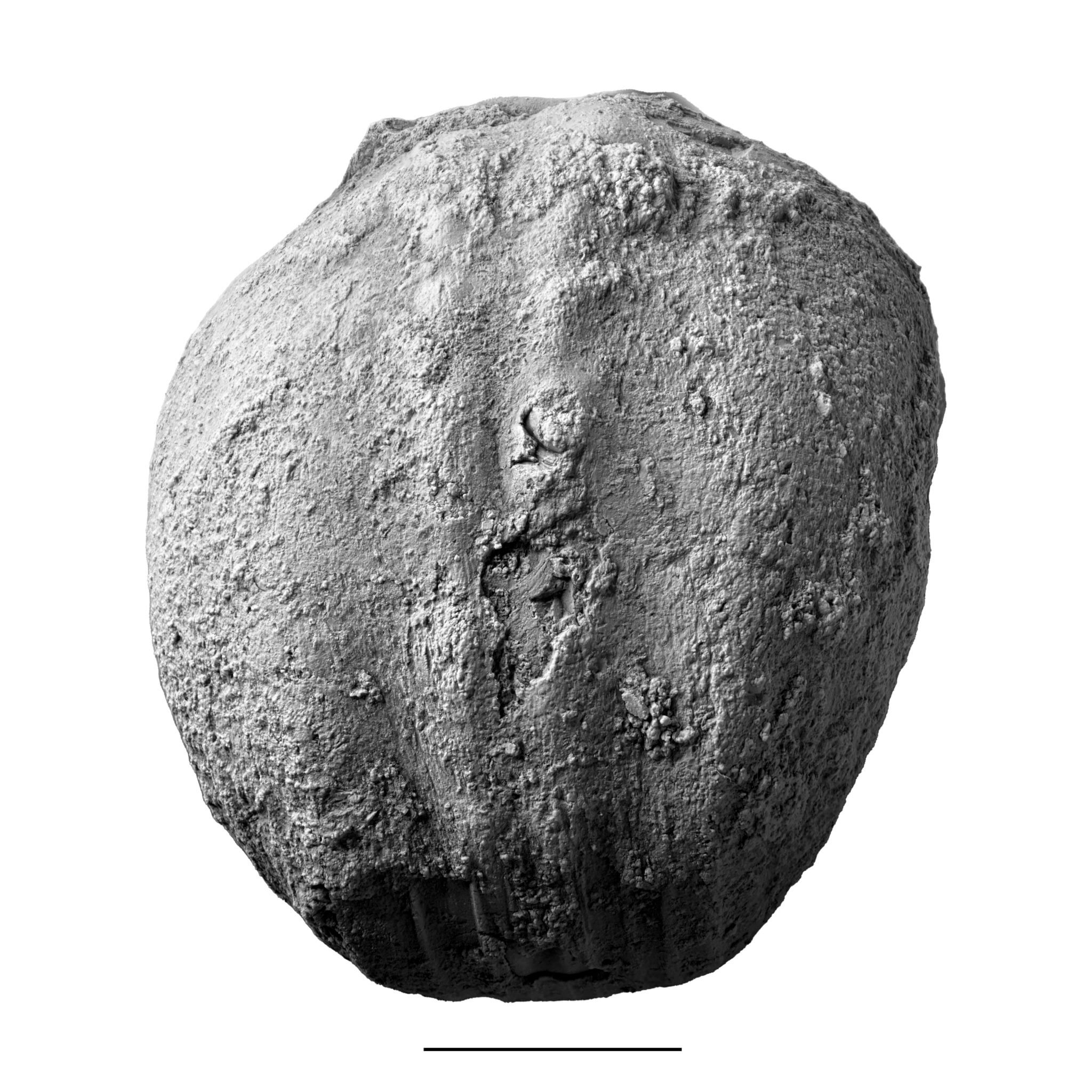 Euphemites nodocarinatus - Fossils of Parks Township