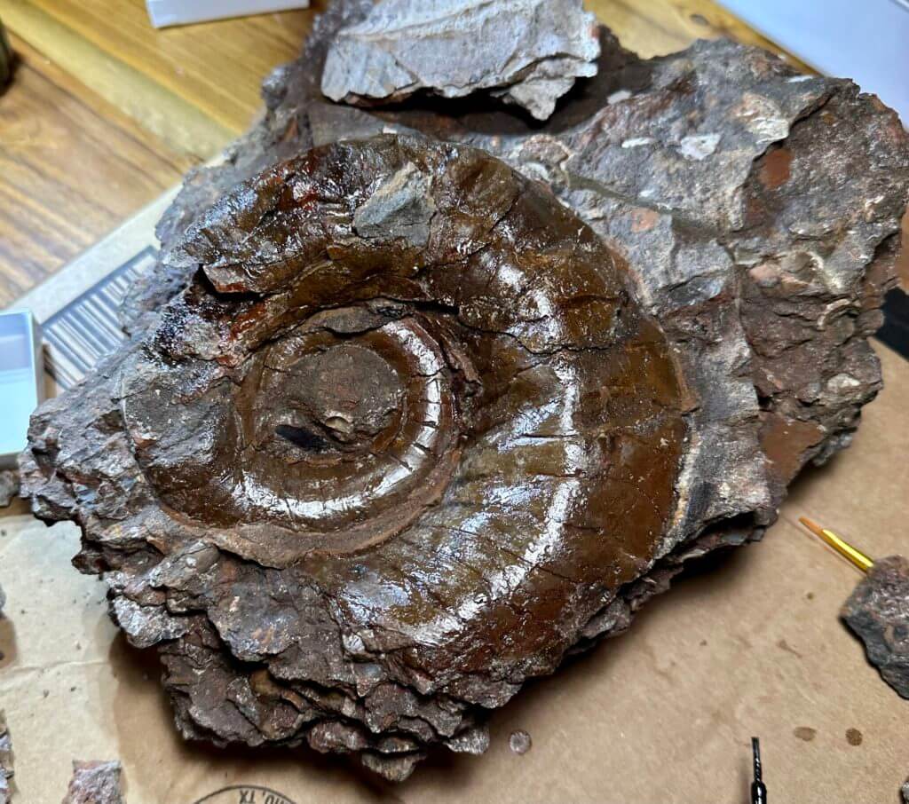 Paraloid B-72 Usage and Mixing - Fossils of Parks Township