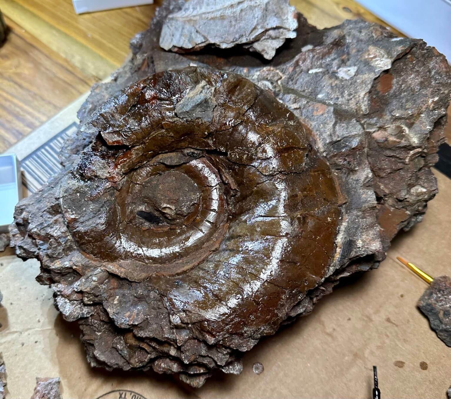 Paraloid B-72 Usage and Mixing - Fossils of Parks Township