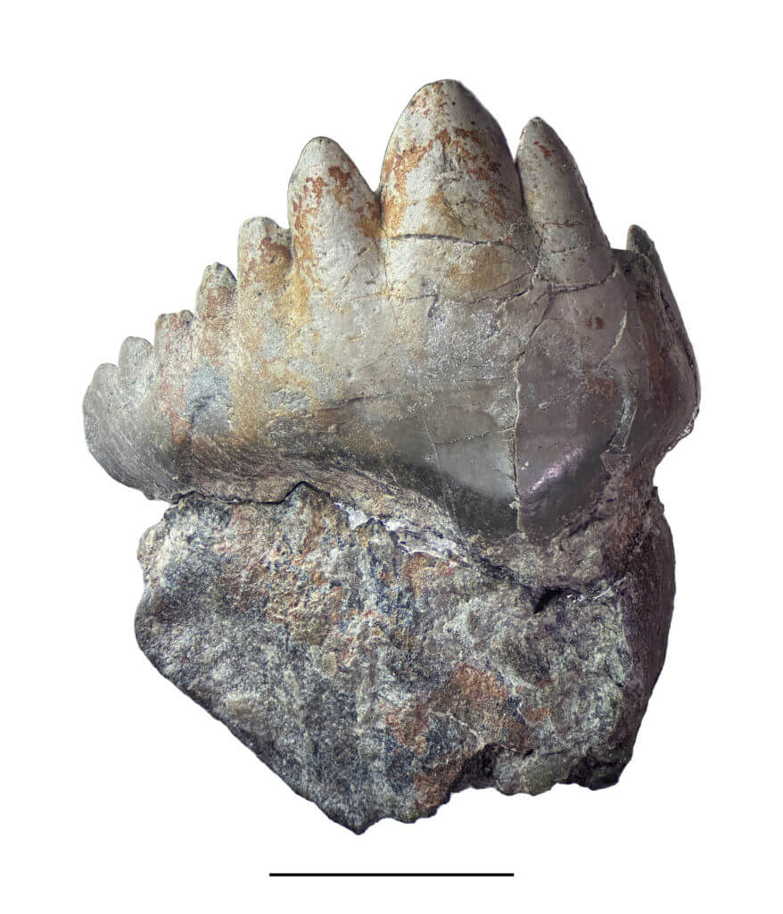 Peripristis semicircularis - Fossils of Parks Township