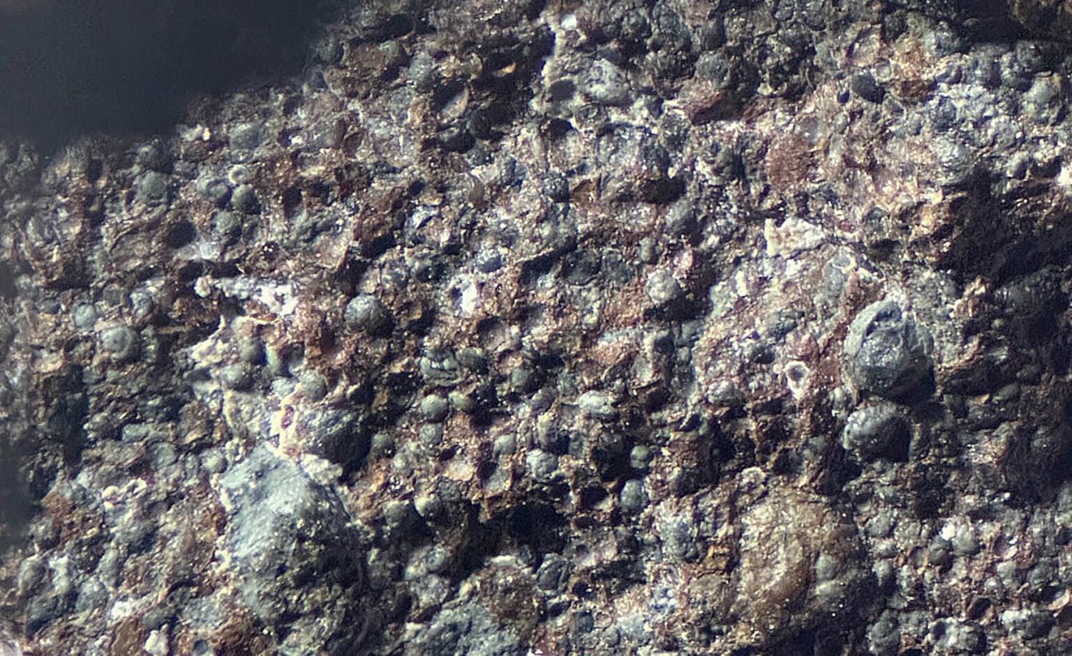 A Mahoningoceras from the Portersville Limestone in West Virginia