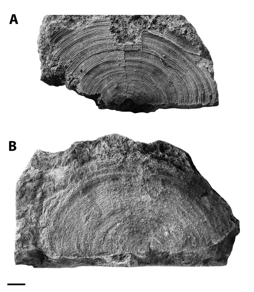 Isogramma - Fossils of Parks Township